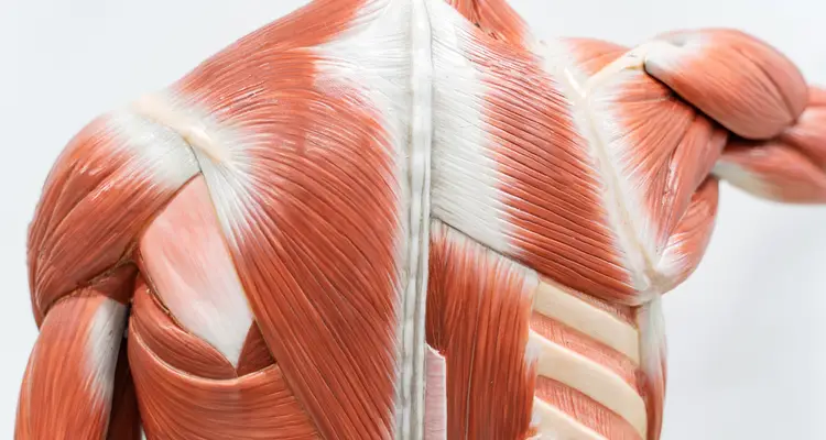 What muscles do shoulder pulleys work?